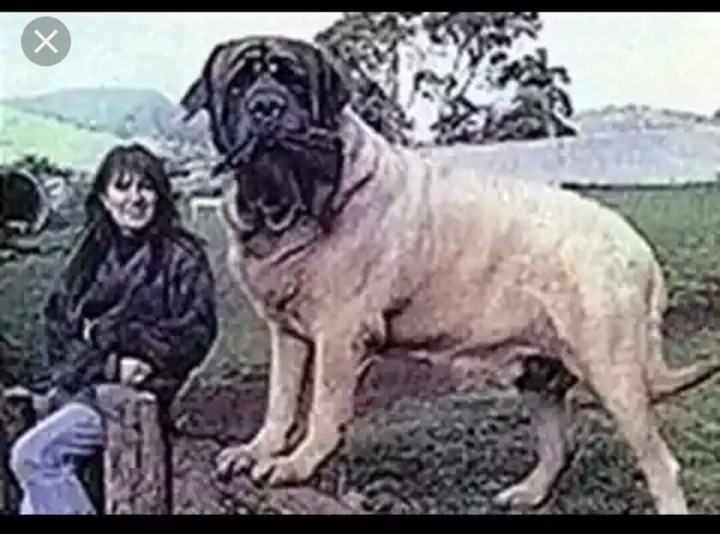 The biggest dog on record was an old english mastiff that weighed 343 ...