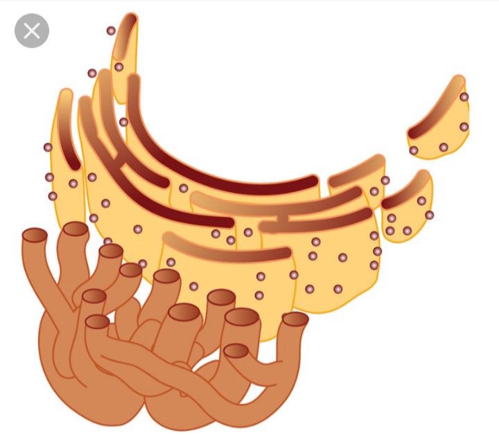 Rough Endoplasmic Reticulum Definition Structure Func - vrogue.co Rough Endoplasmic Reticulum Definition Structure Func - vrogue.co