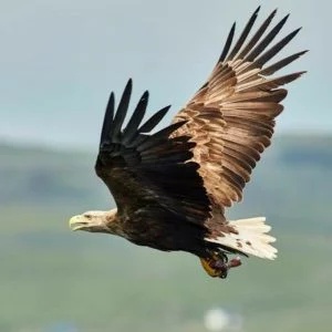 Top 10 Most Powerful Bird 🐦 in the world. – infobestz