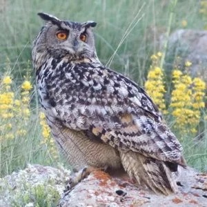 Top 10 Most Powerful Bird 🐦 in the world. – infobestz