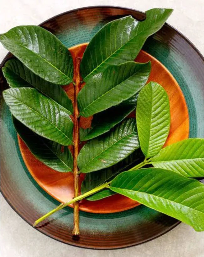 How To Use Guava Leaves To Flush Out Excess Sugar From Your Body √√ The ...