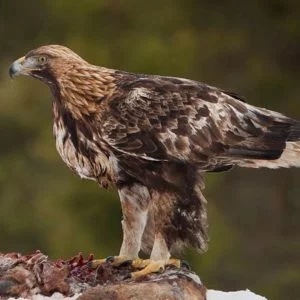 Top 10 Most Powerful Bird 🐦 in the world. – infobestz
