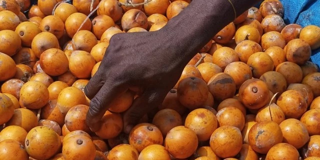 5 interesting health benefits of Agbalumo (African star apple) – Nicki ...