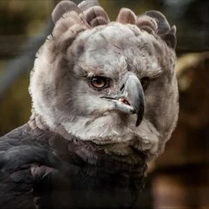 Top 10 Most Powerful Bird 🐦 in the world. – infobestz
